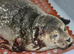 Harbor Seals slaughtered by Great White Shark in Carpinteria – Fear Beneath