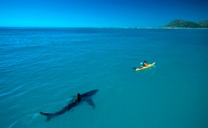 Shark Shield - A new way to prevent shark attack? – Fear Beneath
