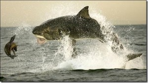 47 (White?) Sharks Spotted Around Whyalla – Fear Beneath